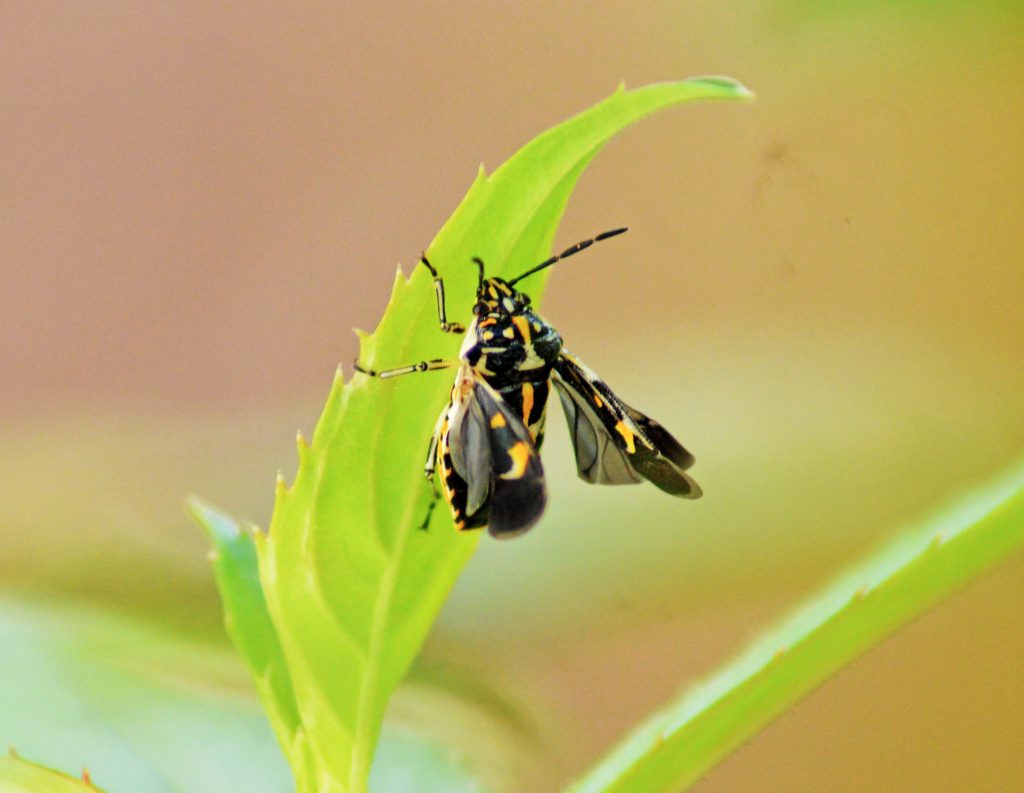 An insect on a leaf - PixaHive