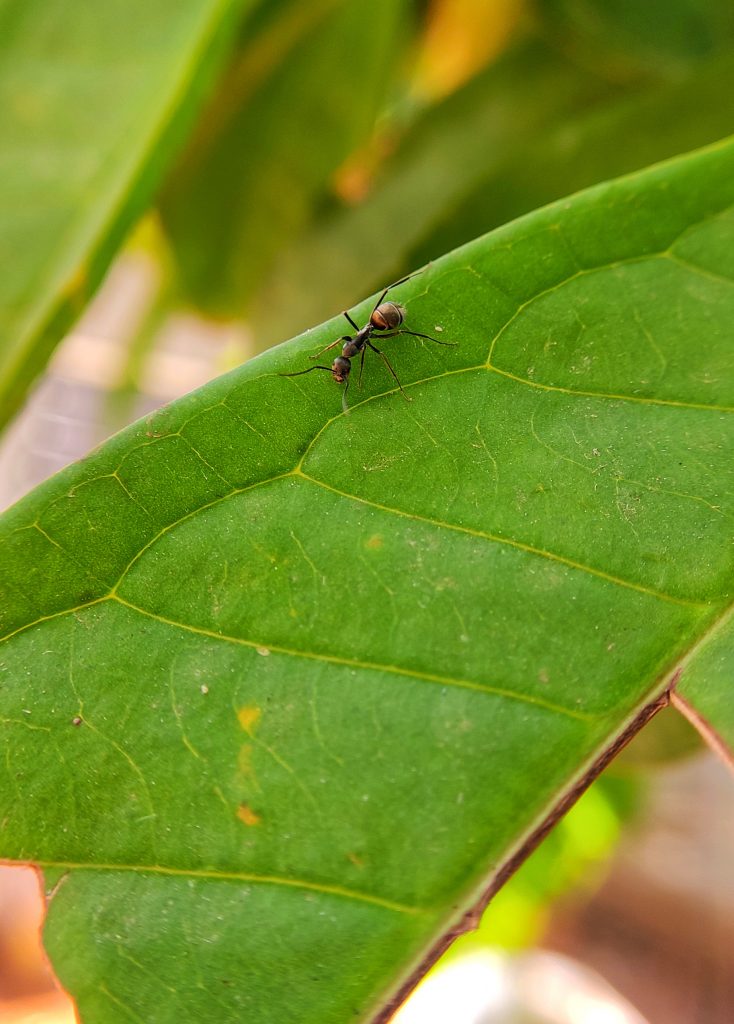 Ant on leaf - PixaHive