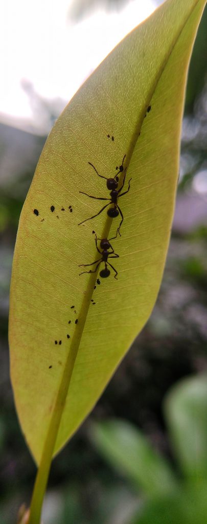 Ants on a leaf - PixaHive