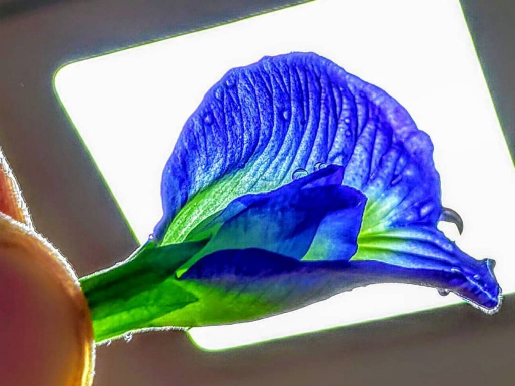 Asian pigeonwings flower - PixaHive