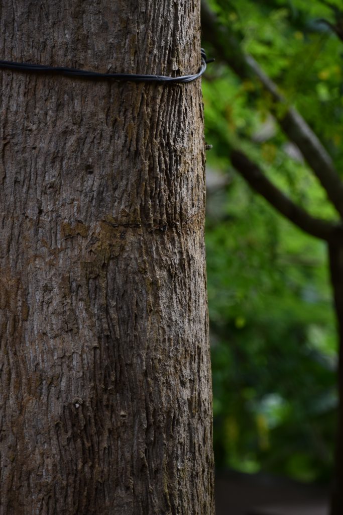 A tree trunk - PixaHive