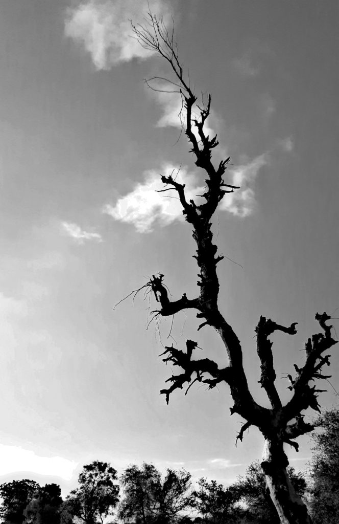 Barren tree - PixaHive