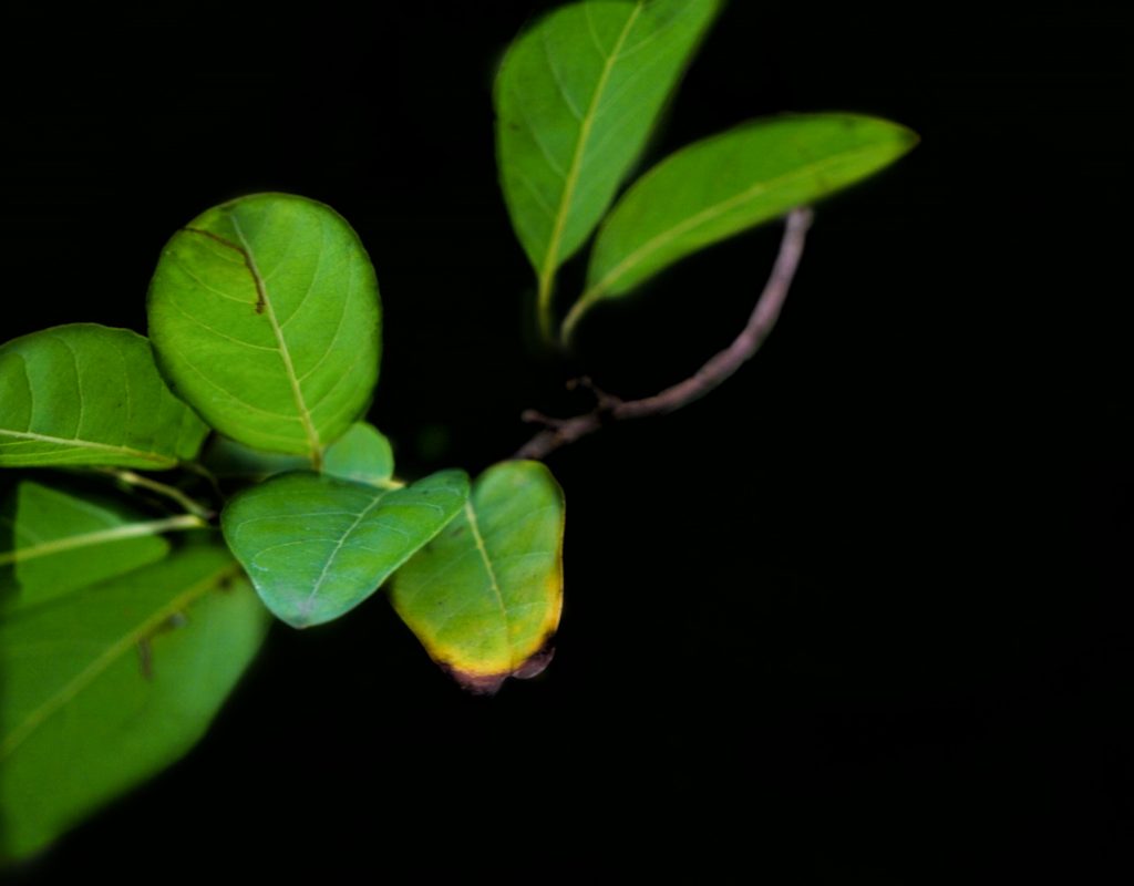 Basic leaf - PixaHive