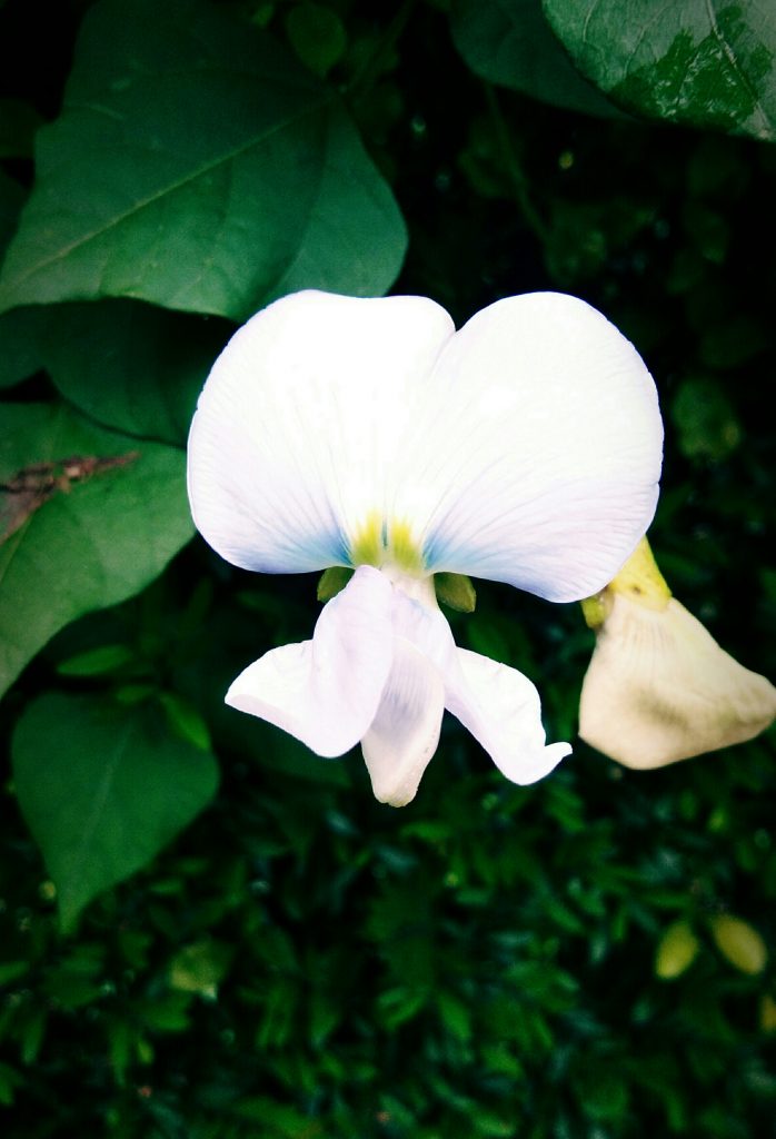 Bean flower - PixaHive