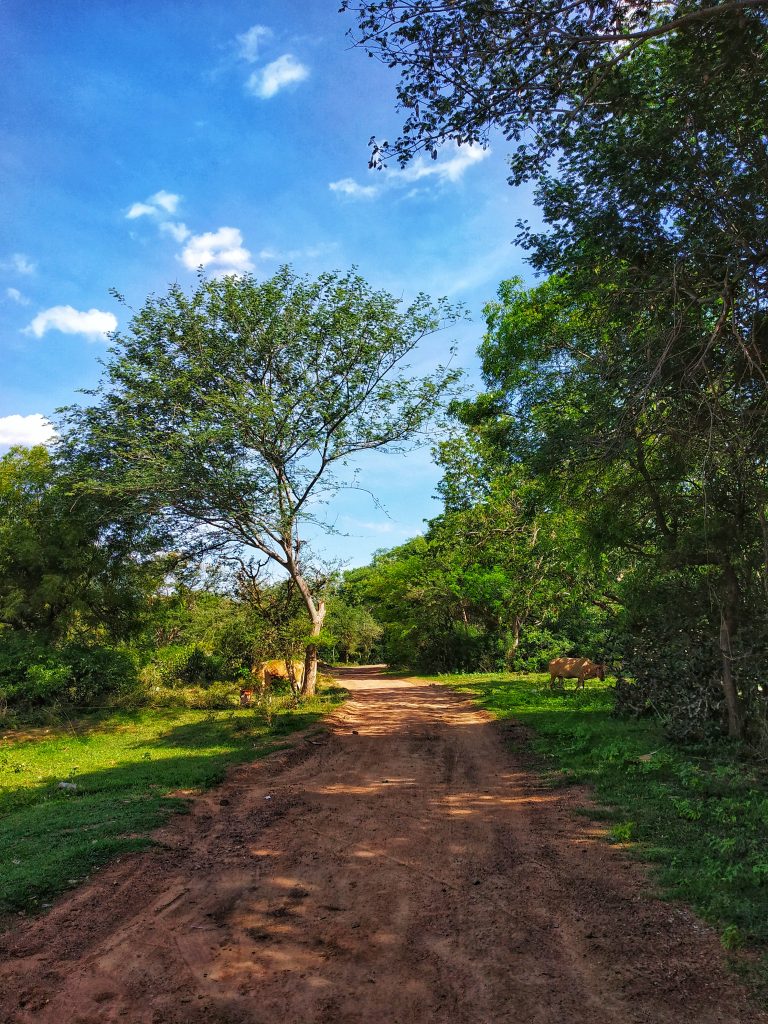 A dirt road - PixaHive