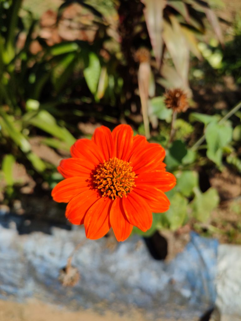 Beautiful Orange Flower - PixaHive