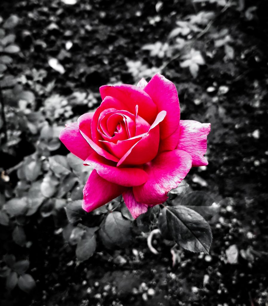 Beautiful Rose - PixaHive