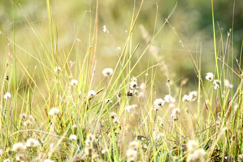 Grass and flower - PixaHive