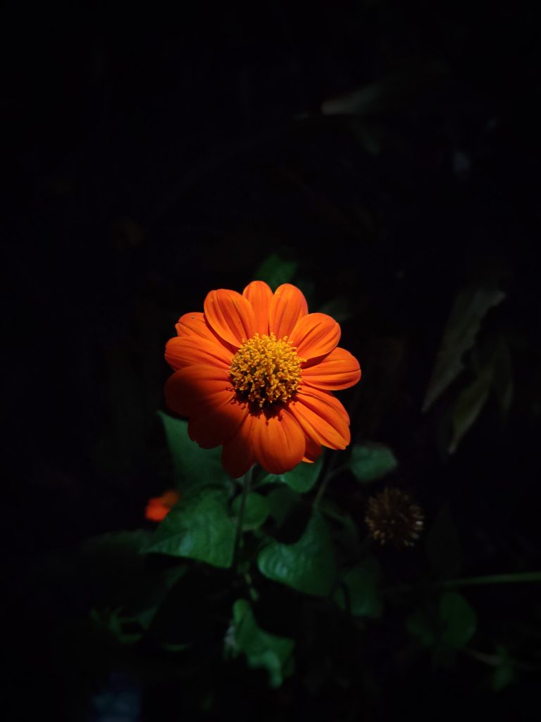 Beautiful flower in night - PixaHive