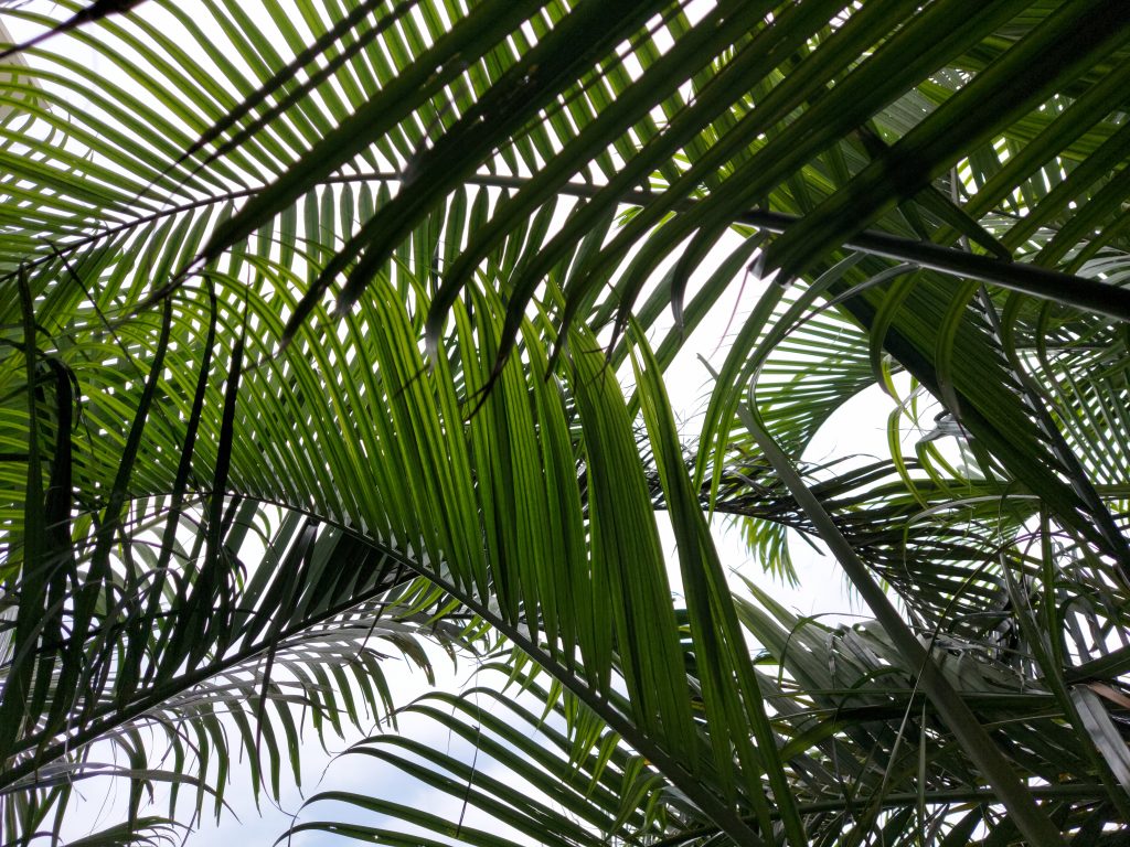 Beautiful leaves - PixaHive