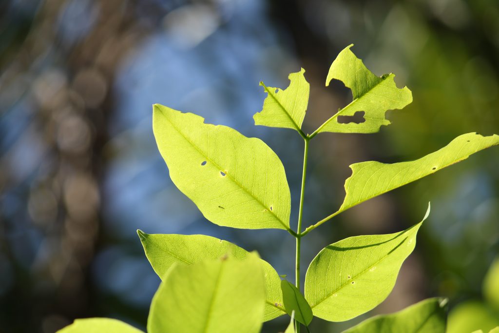 Beautiful leaves in a forest. - PixaHive