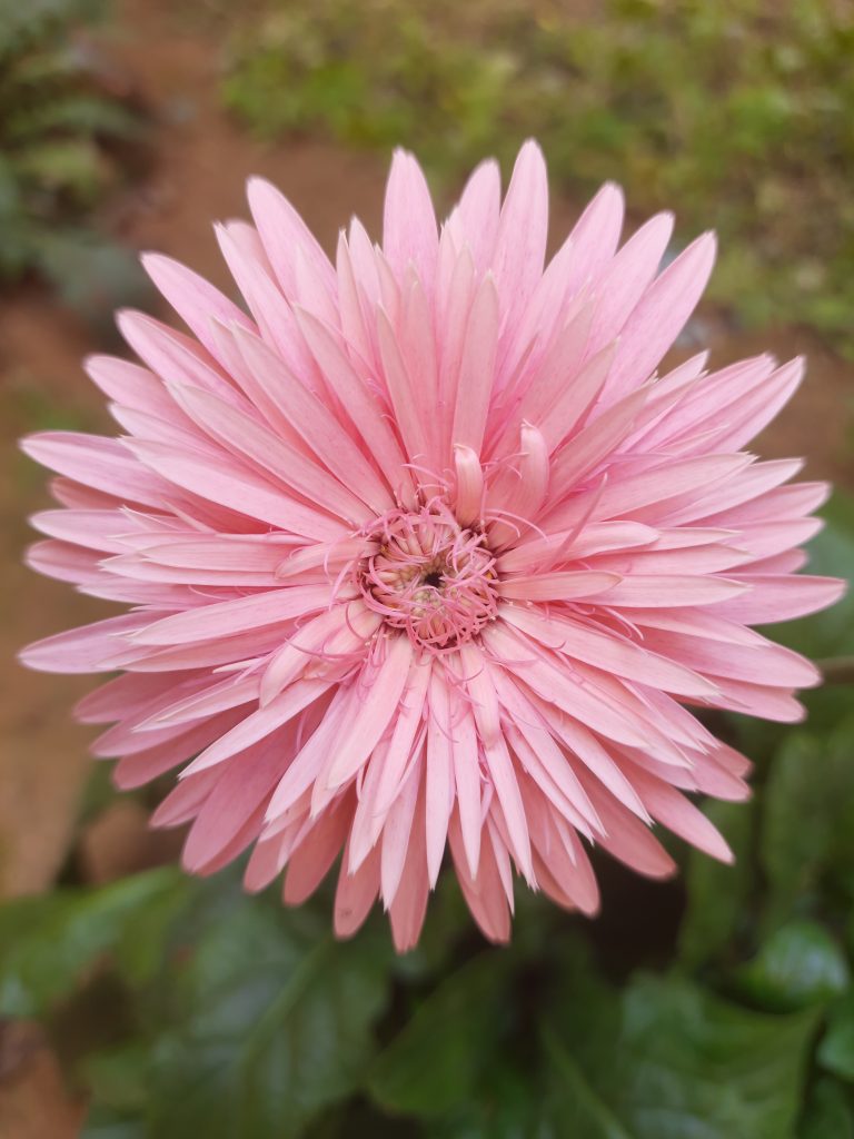 Beautiful light pink flower - PixaHive