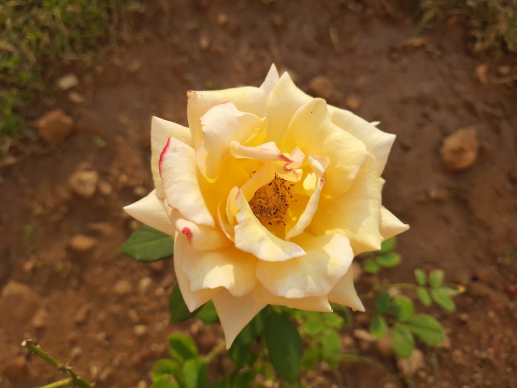 Beautiful light yellow rose - PixaHive