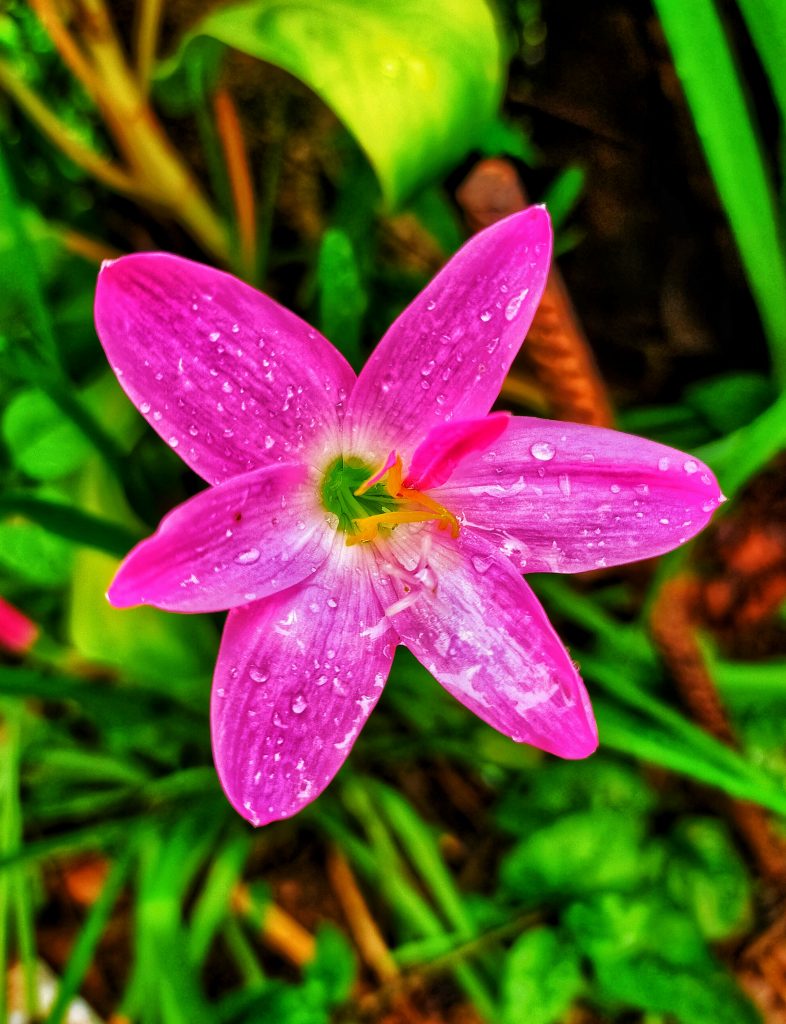 Beautiful pink flower - PixaHive