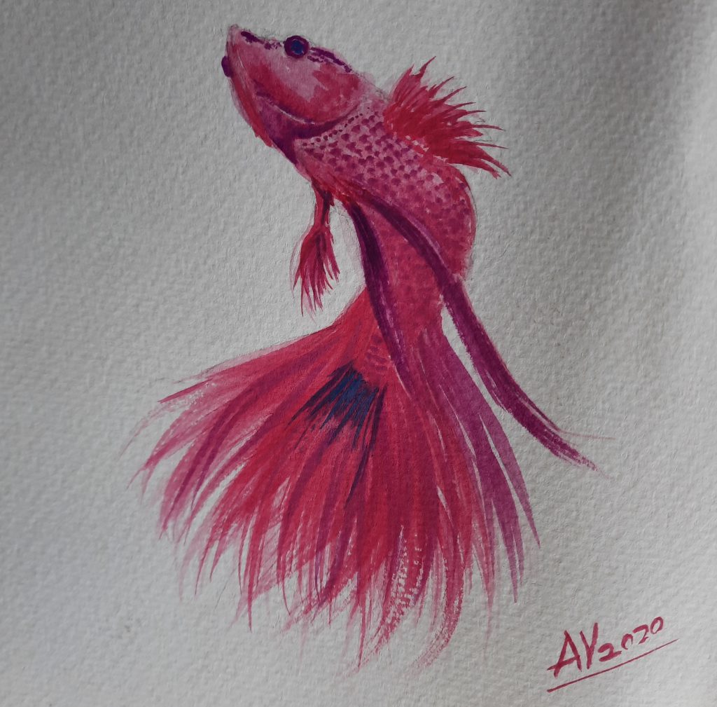 Betta fish - PixaHive