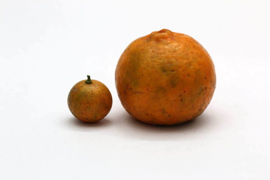 Big and small orange - PixaHive