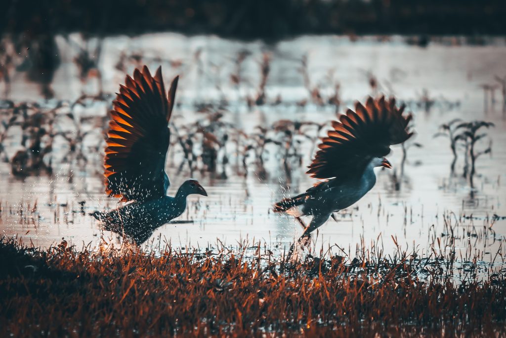 Birds flying over a pond - PixaHive