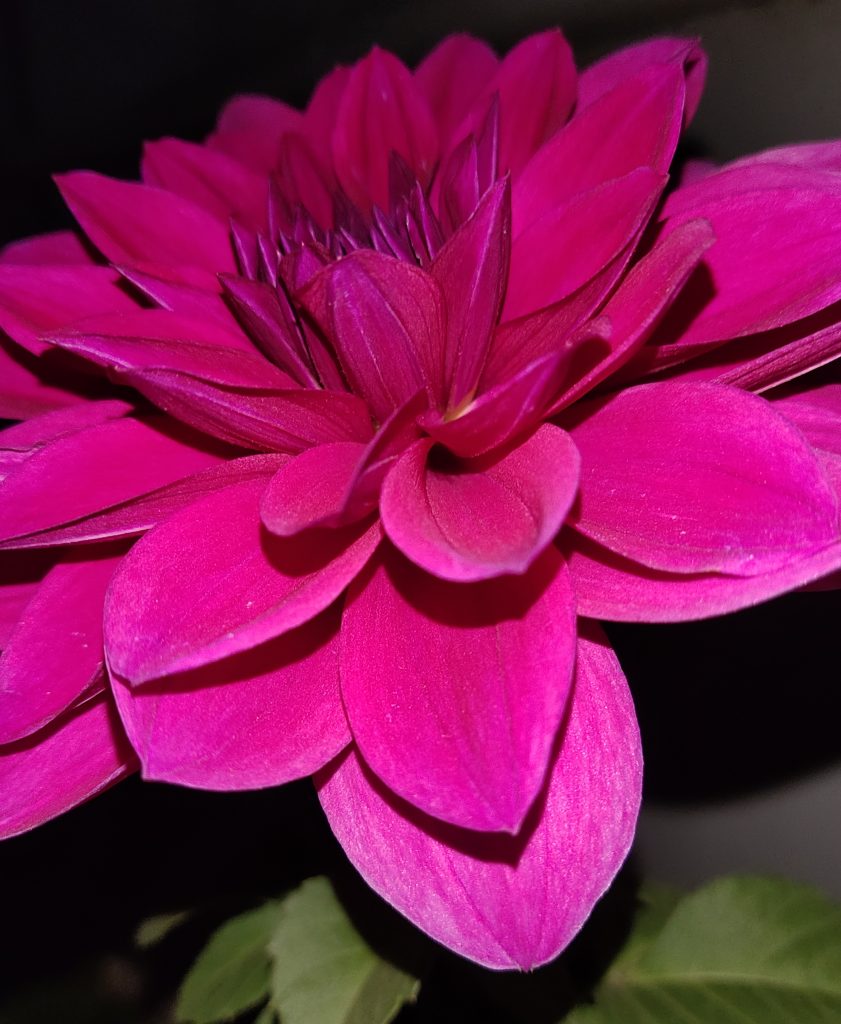 Blooming Pink Flower - PixaHive