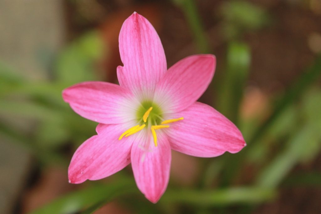 Blooming Pink Flower - PixaHive