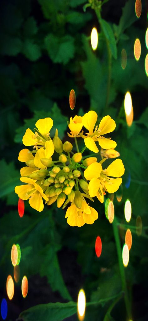Blooming Yellow Flowers - PixaHive