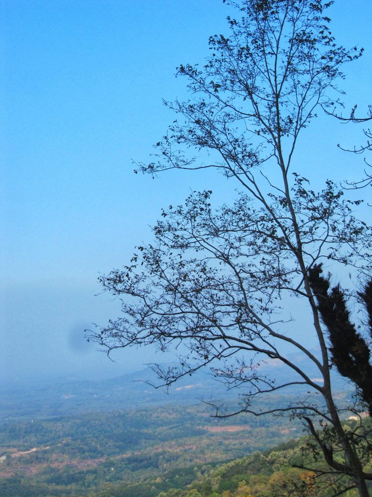 Blue sky with tree - PixaHive