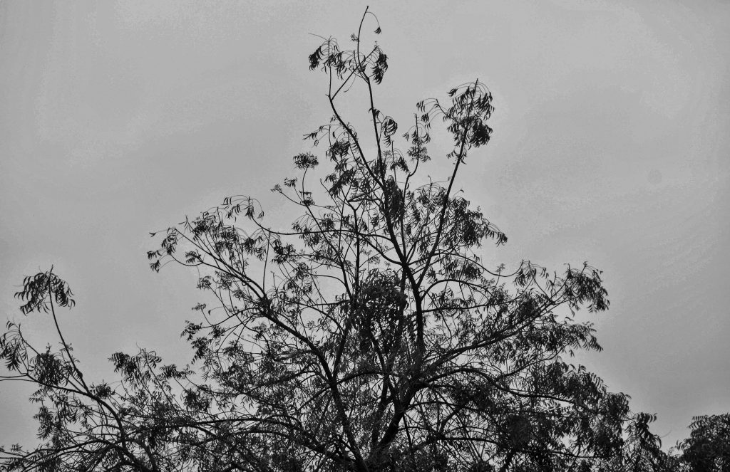 Branches of a tree - PixaHive