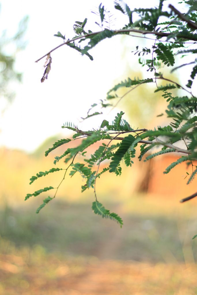 Branches of a tree - PixaHive