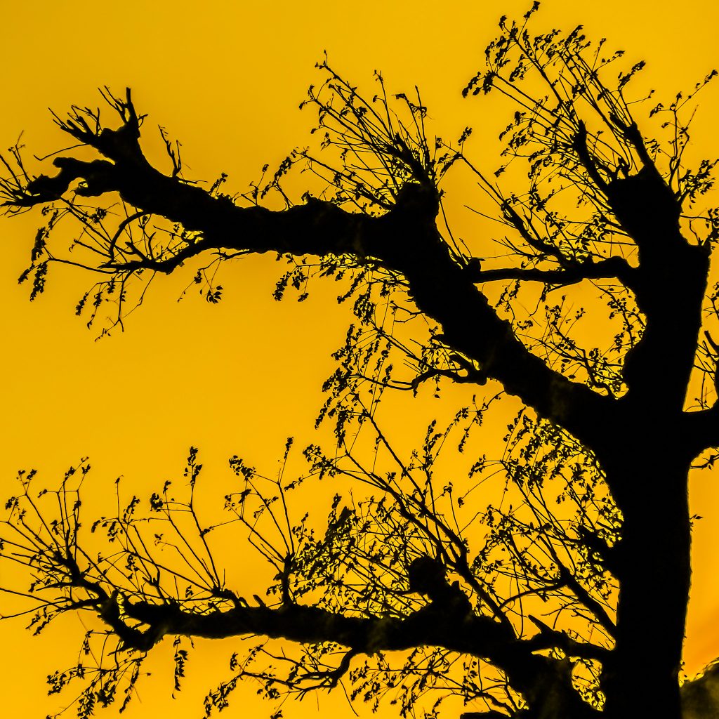 Branches of life - PixaHive