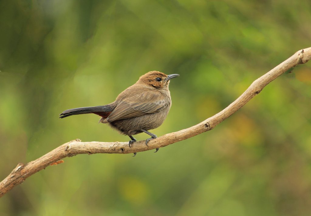 Brown rock chat bird - PixaHive