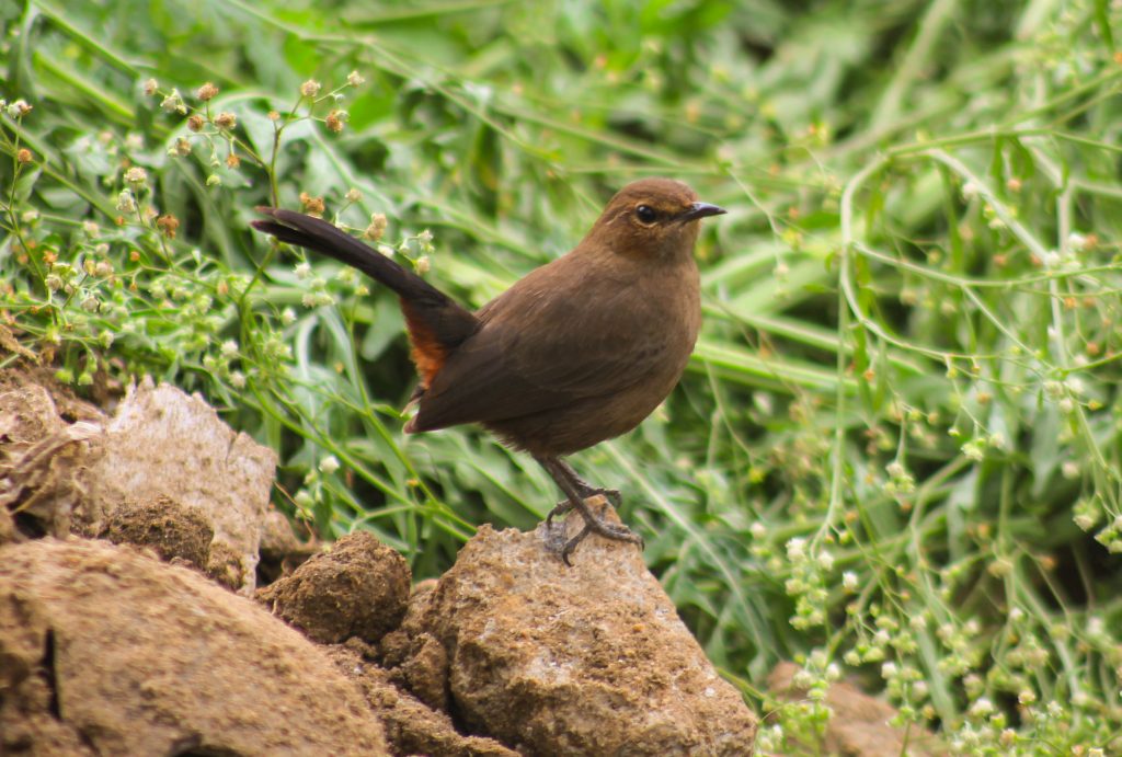Brown rock chat - PixaHive