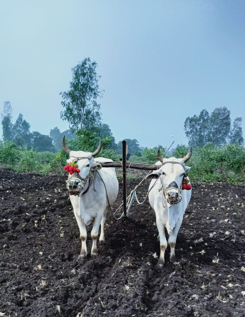 Bullocks in a field - PixaHive