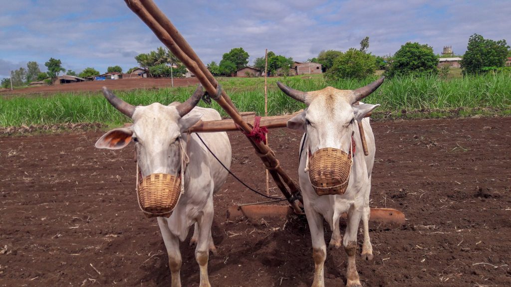 Bulls work on farm - PixaHive