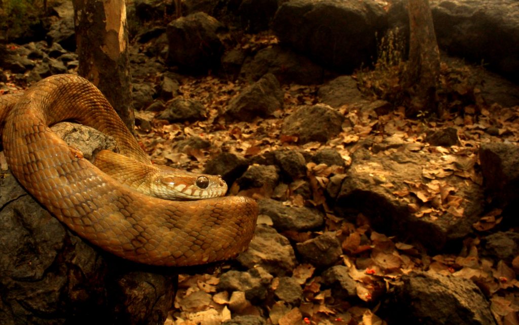 Cat Snake Close-up - PixaHive