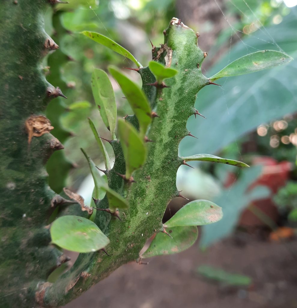 Cactus plant - PixaHive