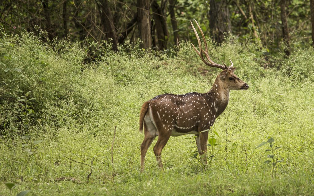 Chital deer - PixaHive