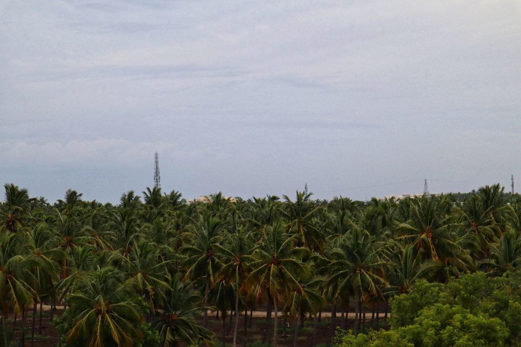 Coconut Farm - PixaHive