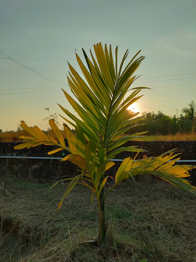 A coconut plant - PixaHive