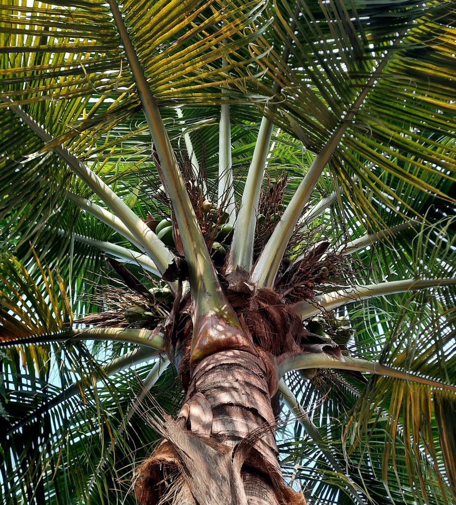 Branches of a coconut tree - PixaHive