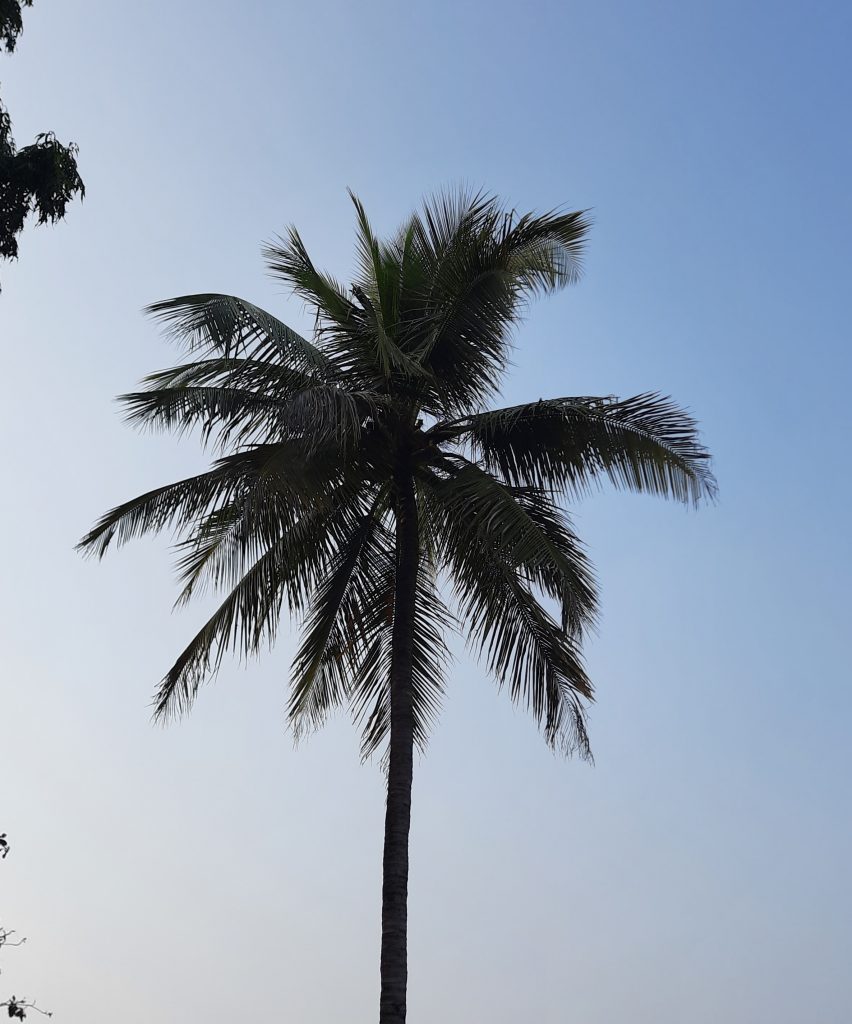 Coconut tree - PixaHive