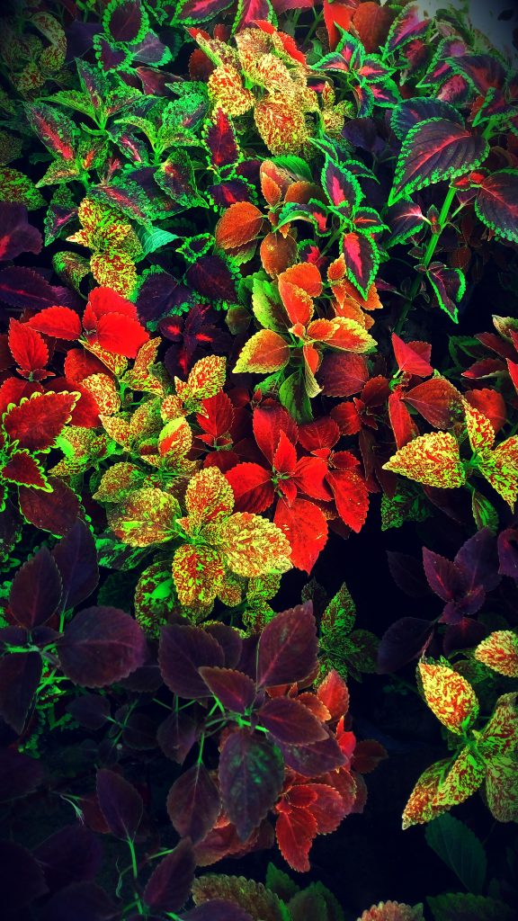 Colorful leaves - PixaHive