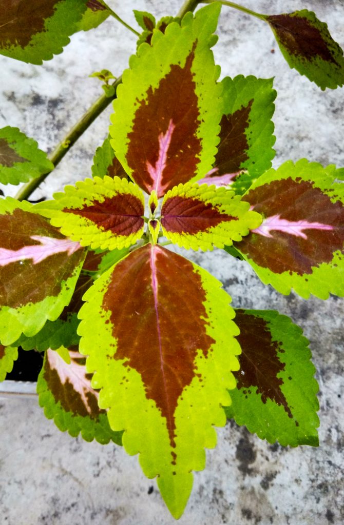 Colour leaf - PixaHive