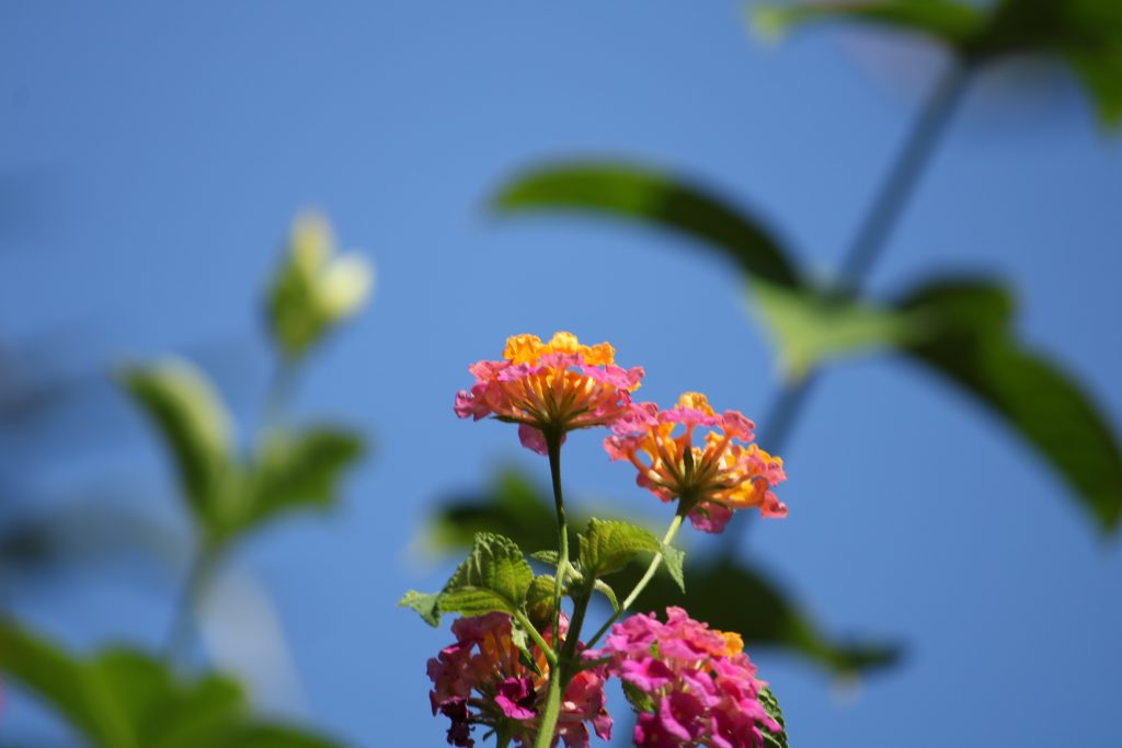 Colourful Flower Close-up - PixaHive
