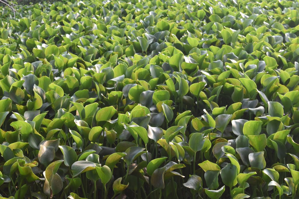 Green plant leaves - PixaHive