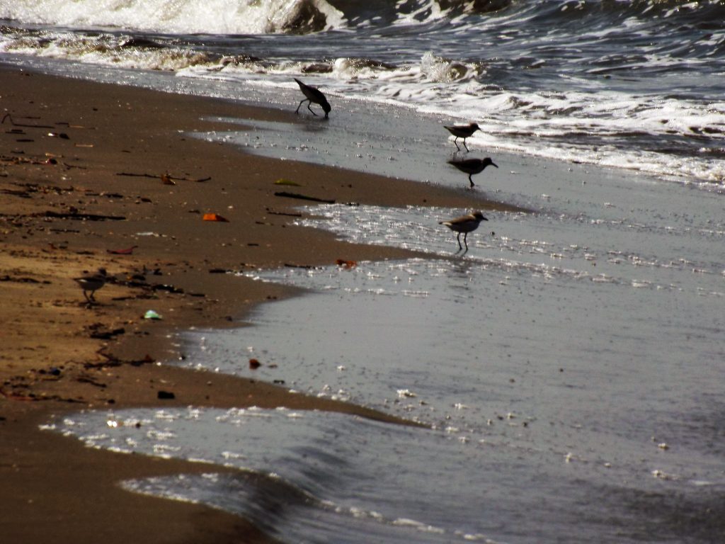 Crows at a beach in Goa - PixaHive