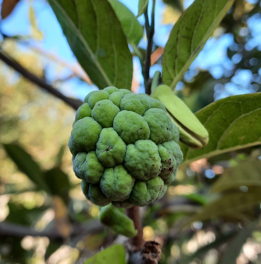 Custard apple cluster - PixaHive
