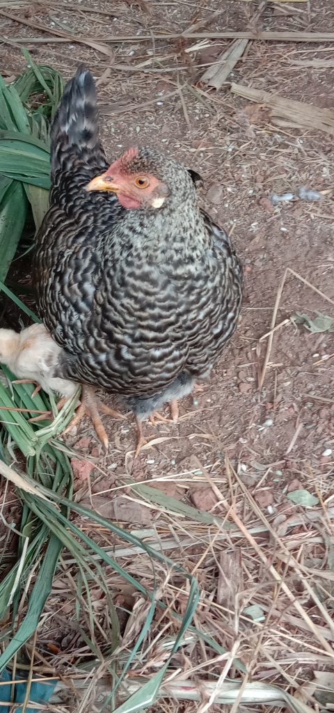 Desi murgi - PixaHive