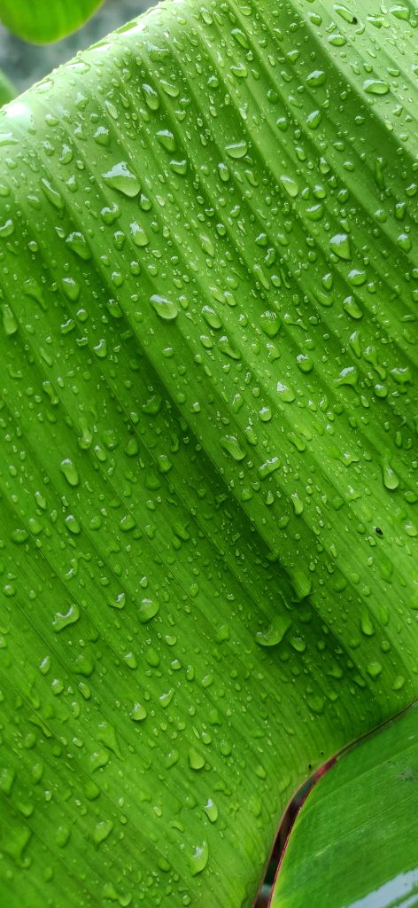 Dew on leaves - PixaHive