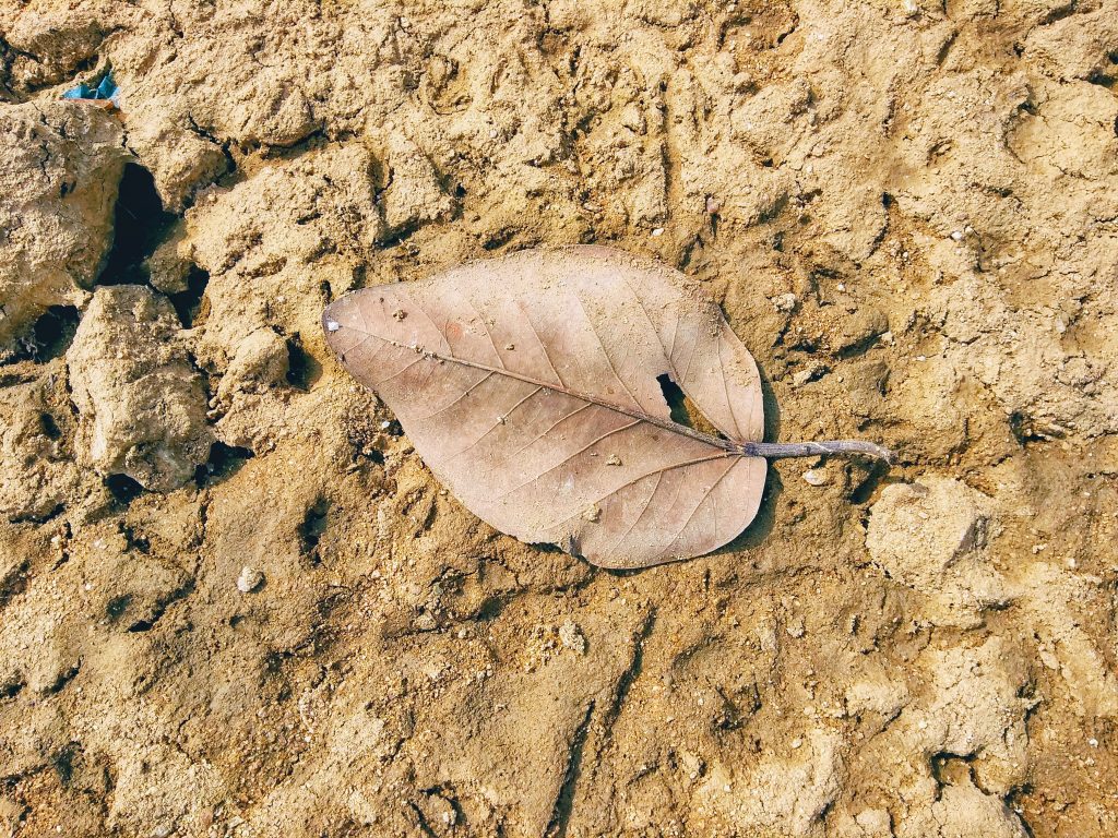 Dried leaf - PixaHive