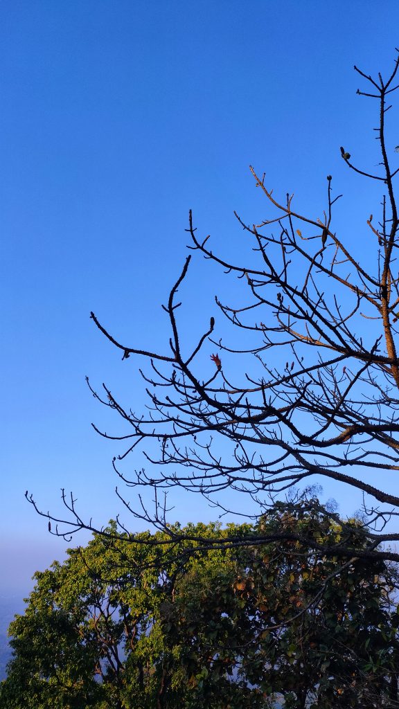 Dry branches - PixaHive