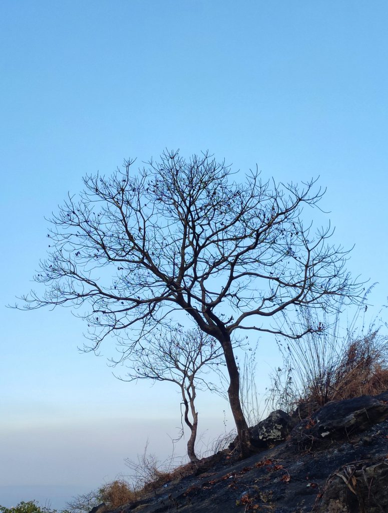 Dry branches - PixaHive